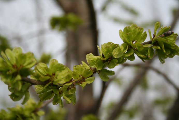 Prospector Elm | Shade Tree Farm Prospector Elm | Shade Tree Farm